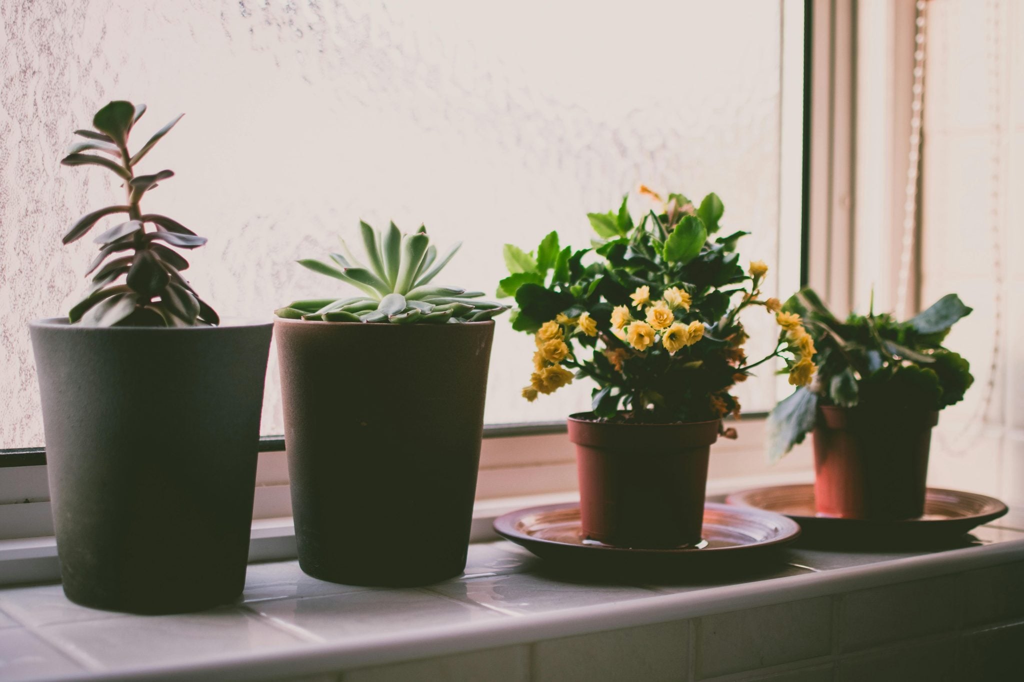 4 Simple Checks to Keep Houseplants Happy Through Winter - The Arches