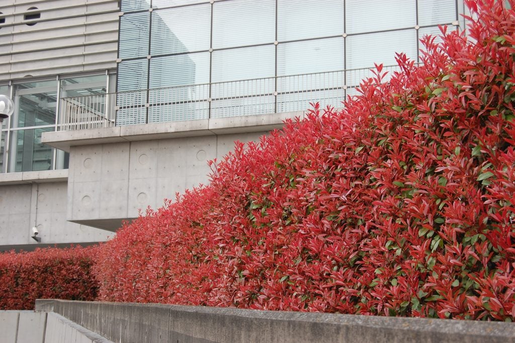 Versatile Uses of Photinia Red Robin in Your Garden - The Arches