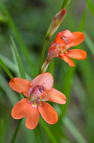 20 Unique Types of Freesias to Add Color to Your Garden - The Arches