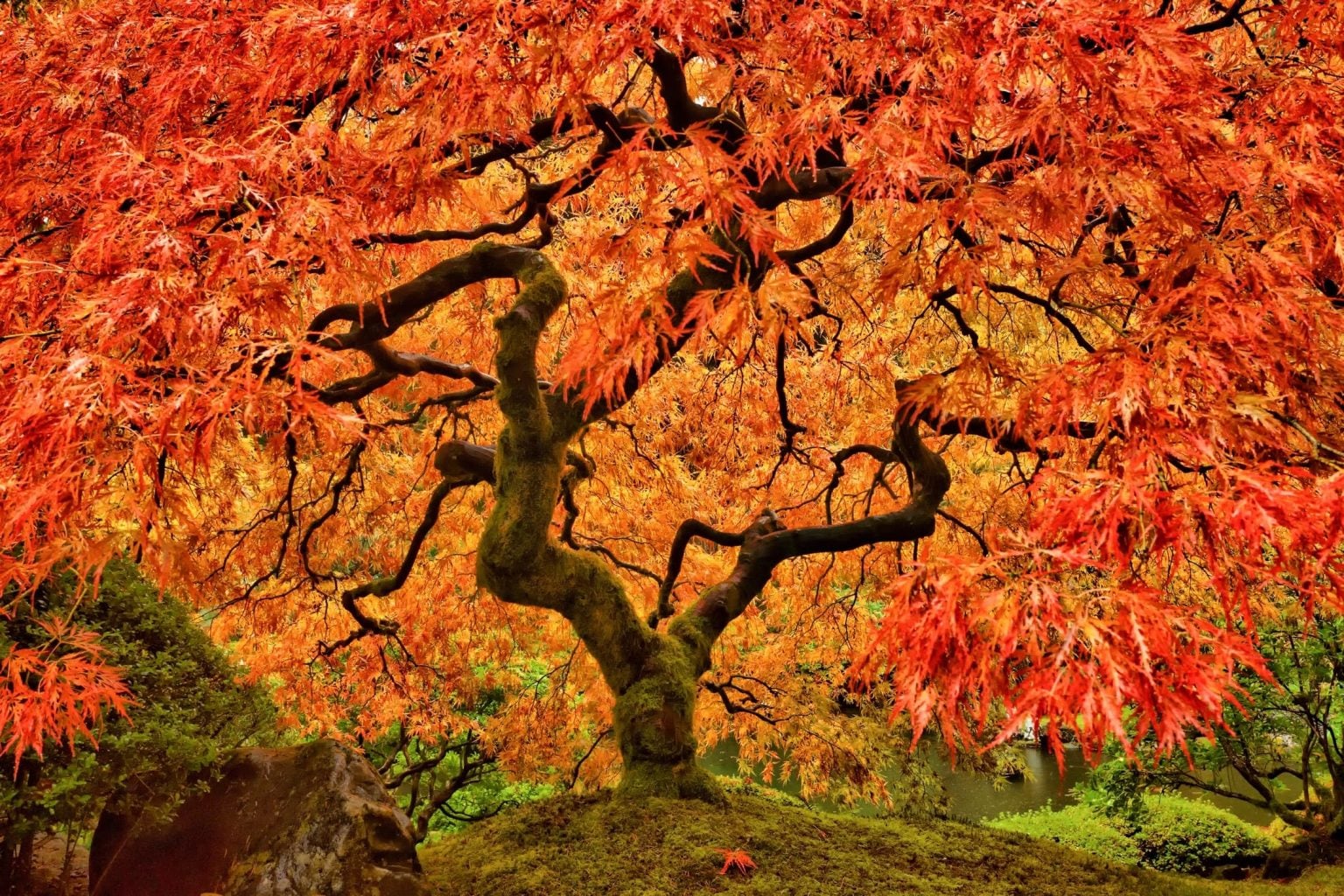 Where Is the Best Place to Put an Acer Tree? - The Arches