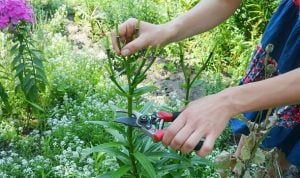 How to Properly Deadhead Lilies After Flowering - The Arches